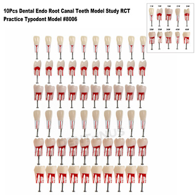 Dental Teeth Root Canal RCT Block Pulp Cavity Practice Model for Endo ...