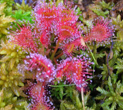 FREE POST AUSTRALIA CARIVOROUS FLY INSECT TRAP PLANT SUNDEW SEEDS ...