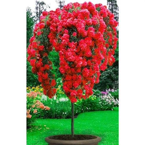Red Standard Rose Tree Scarlet Weeping Bare Root 120-130cms tall Garden ...