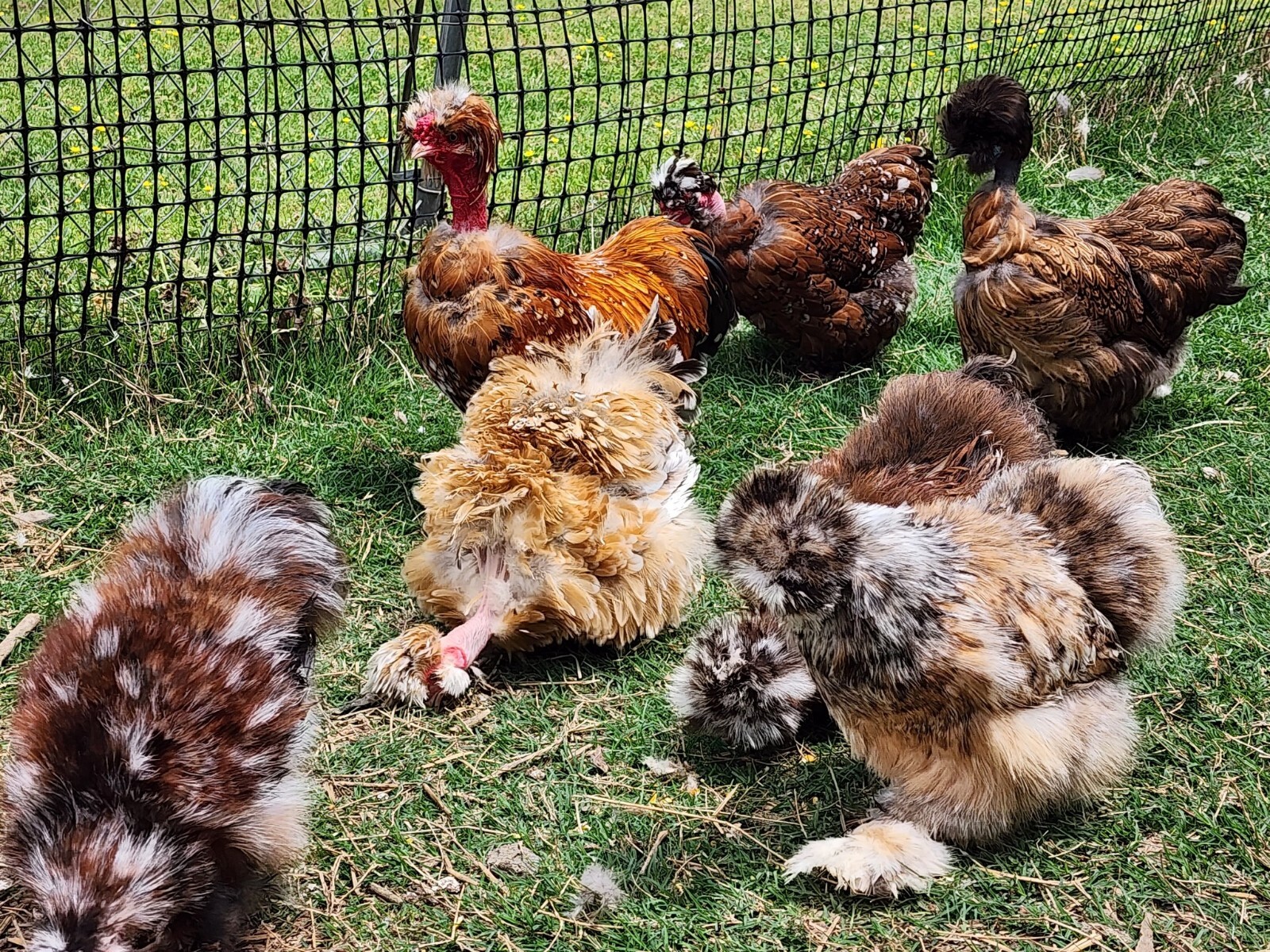 Silkie Hatching Eggs Mille Fleur 6 Calico Millie Showgirl Frizzle NPIP ...