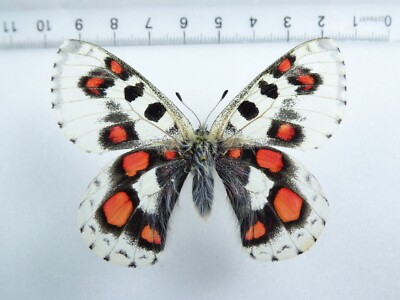 ENTOMOLOGY, BUTTERFLY: PARNASSIUS NOMION KOIWAYAI MALE BREED / CHINA | eBay