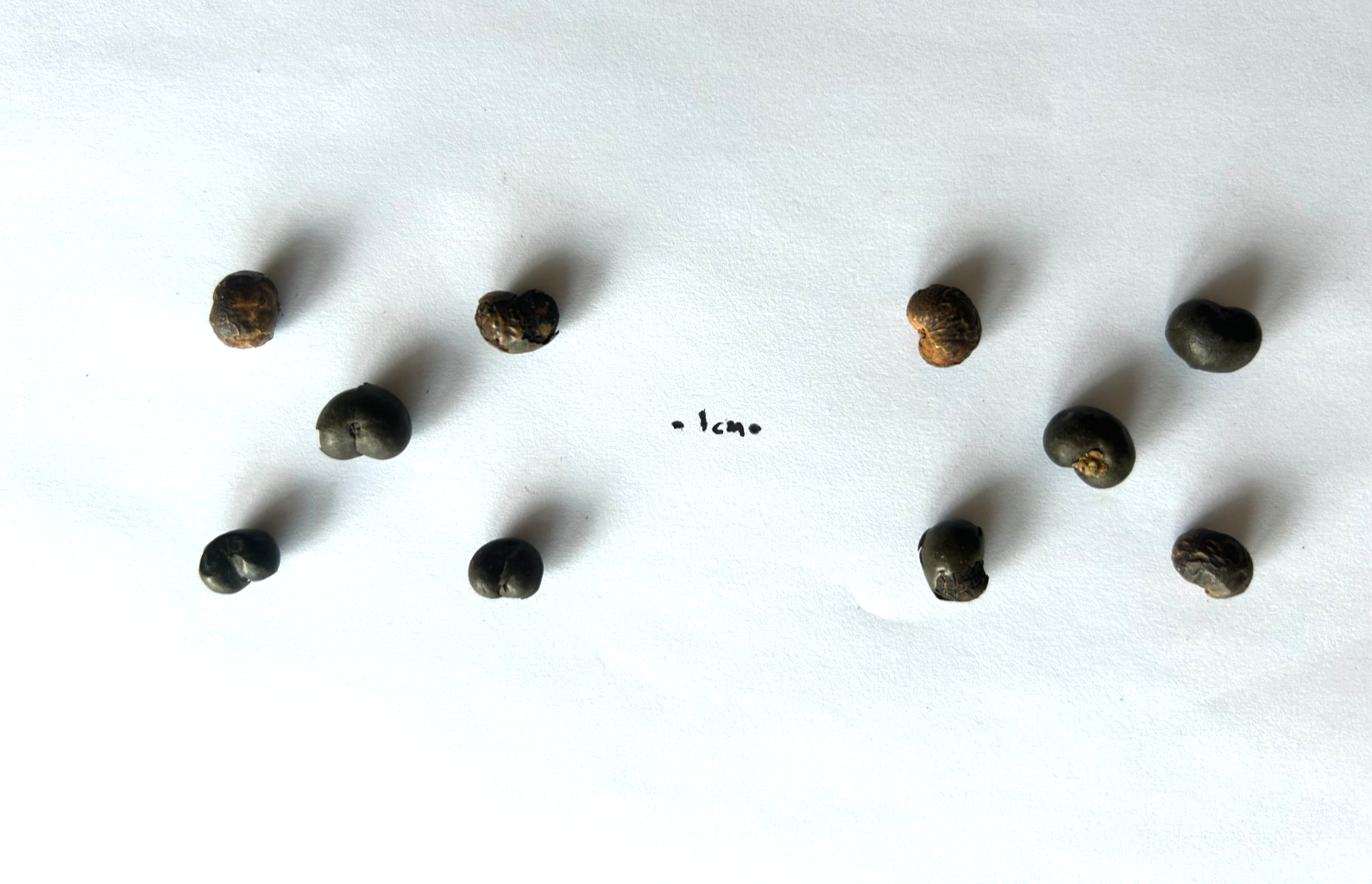 Trachycarpus sp. 'Kinla Hill' Kinla Fan Palm 10 Super Fresh Seeds | eBay UK