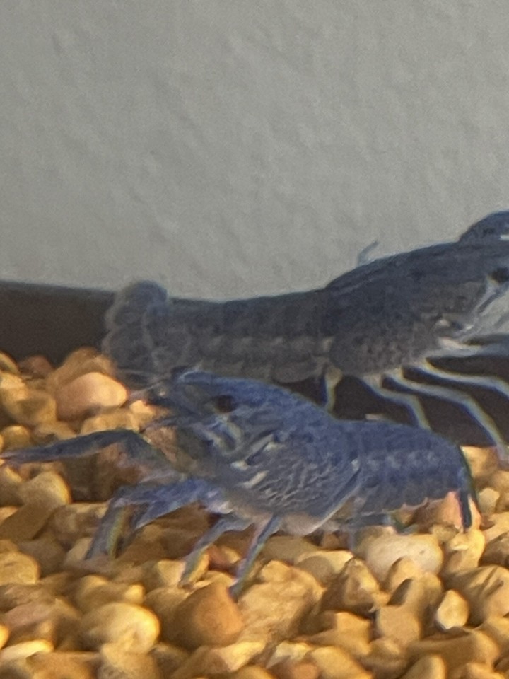 Electric Blue Crayfish , Tank Bred, Live Arrival Guarantee | eBay