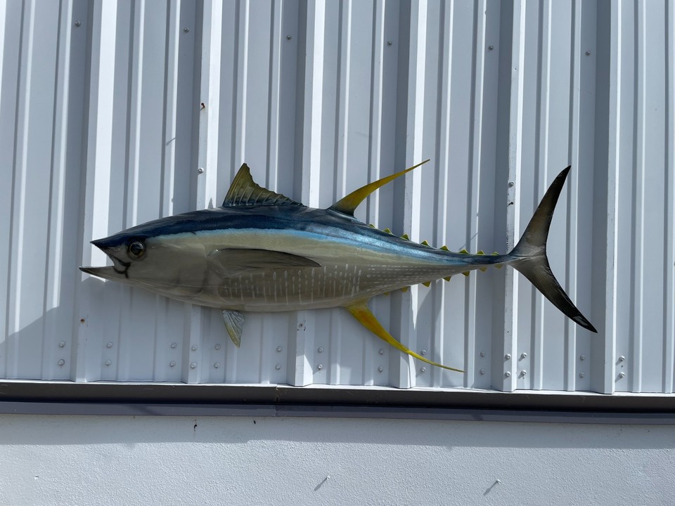 55" Yellowfin Tuna Half Mount Fish Replica - Quick Production | eBay