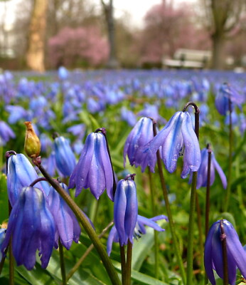 50 x SCILLA Siberica - SIBERIAN BLUEBELLS - Spring Flowering Garden ...