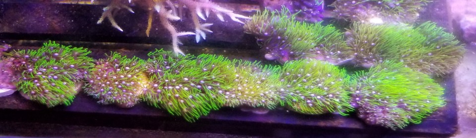 4 Chunky Frags of Bright Green GSP Green Star Polyps Free Quick ...