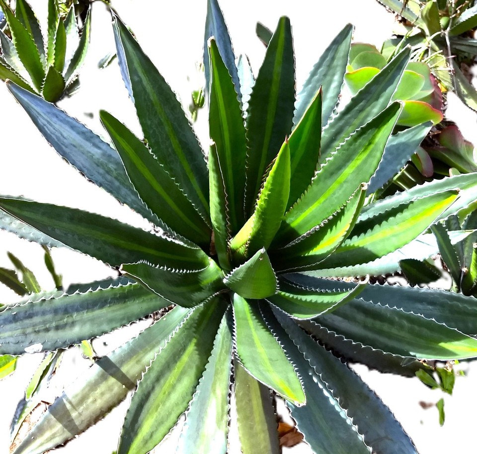 Live Agave Lophantha Splendida Succulent, 6 Inch Starter Plant. | eBay