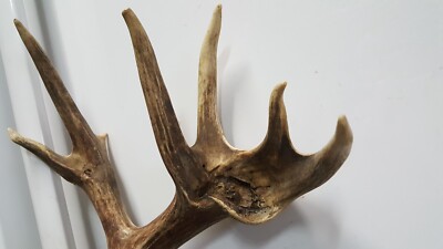 STRANGE 7 point whitetail deer ANTLER whitetail rack mule moose mount ...