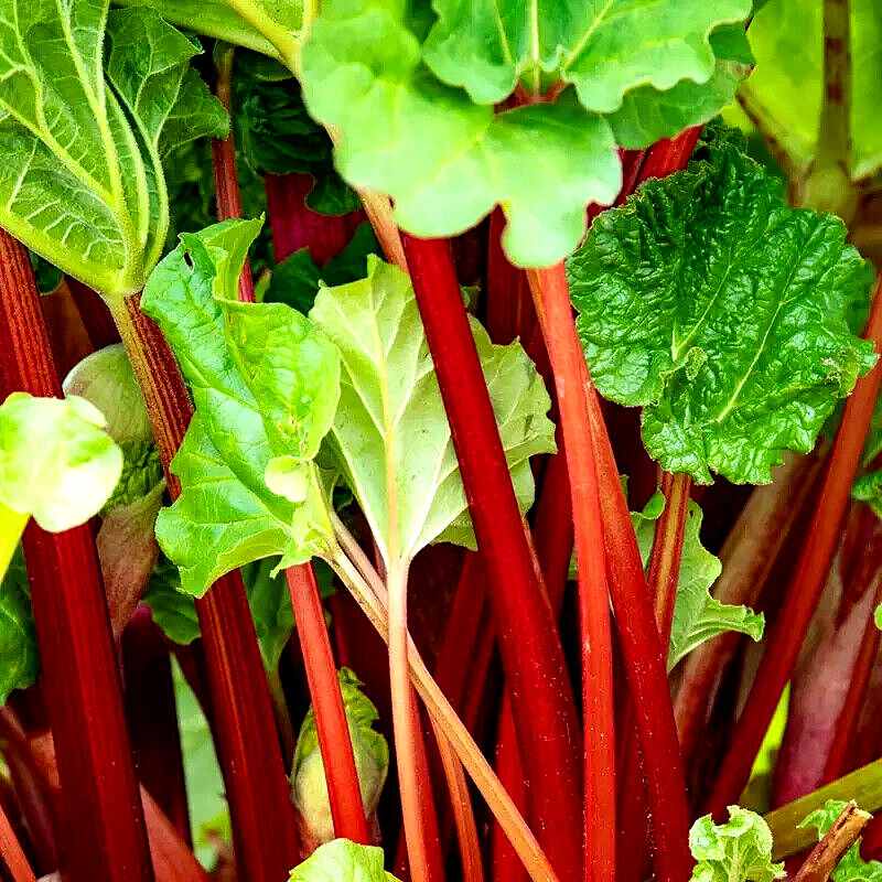 Rhubarb Roots 2 Large Mature Divisions Red Heirloom Perennial Bare Root ...