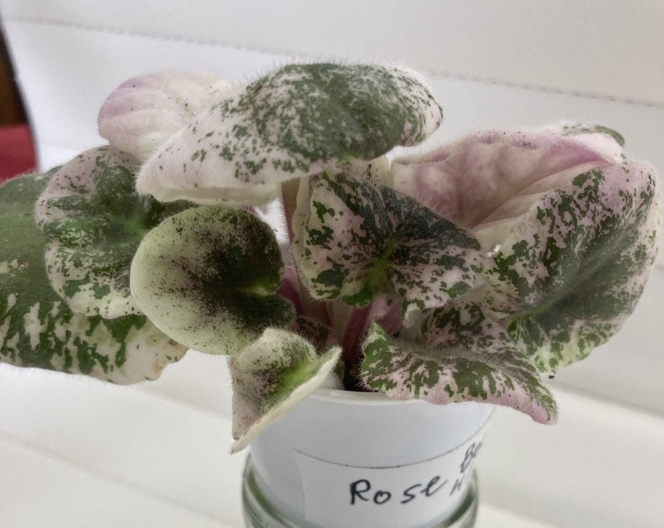 African Violet Rouse Bouquet Std Leaf Pot Big | eBay