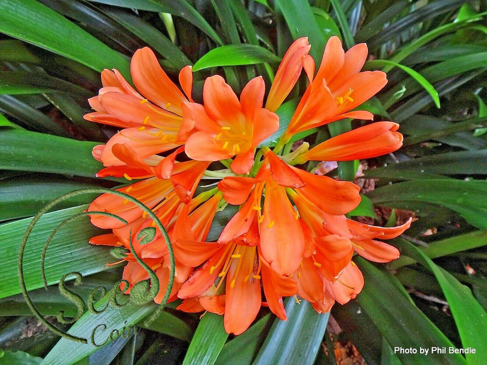 Clivia Plants d’occasion | Plus que 3 à -65%