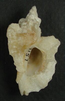 MUREX FOLIATUM 38.91mm BEAUTIFUL RARE SPECIMEN Port San Luis ...