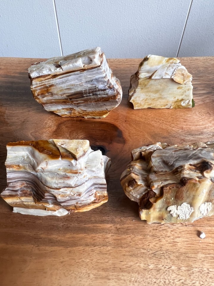 petrified wood opalized agatized 4 piece raw decor collection red white ...