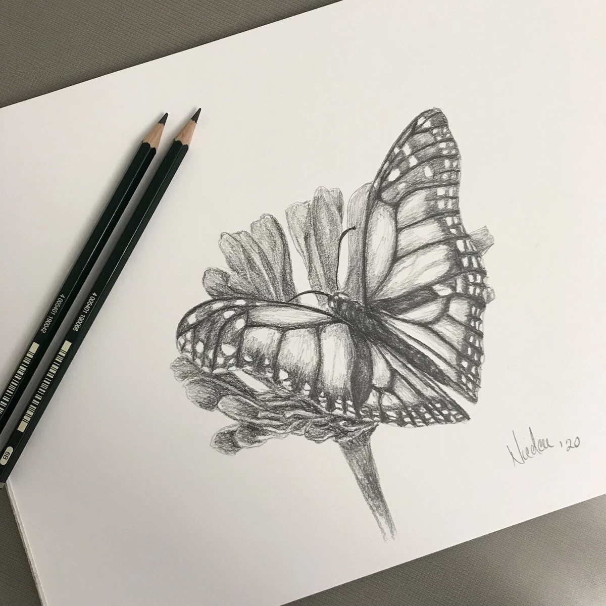 Simple Butterfly Drawings In Pencil