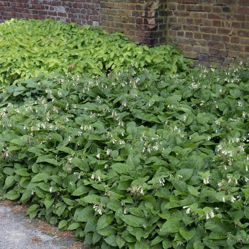 Symphytum grandiflorum - Creeping Dwarf Comfrey from bare root | eBay UK
