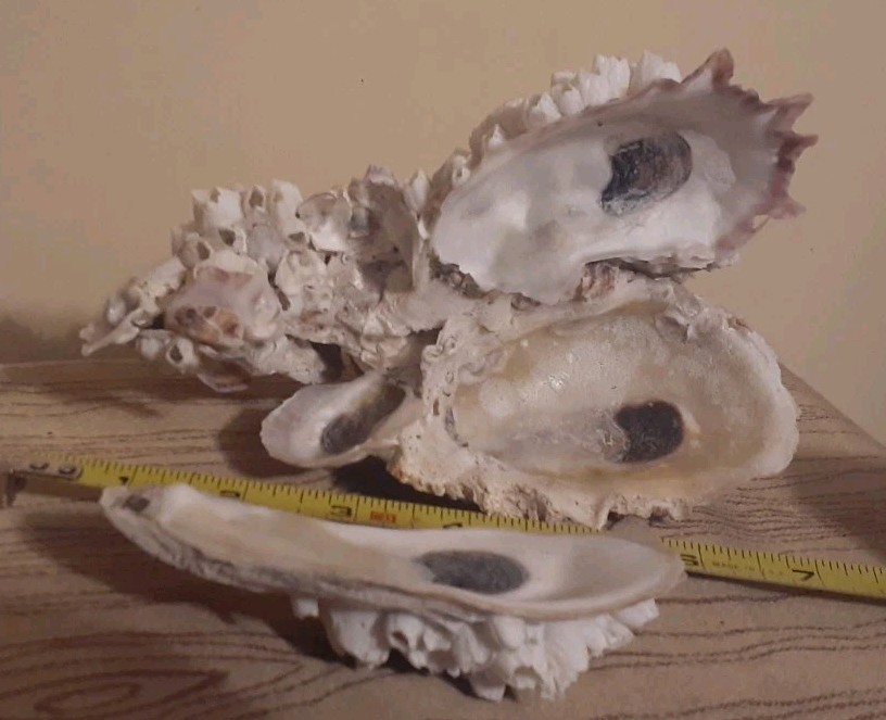 Lot 2 Oyster Barnacle Shell Cluster Clump Natural Ocean Decor Unique ...