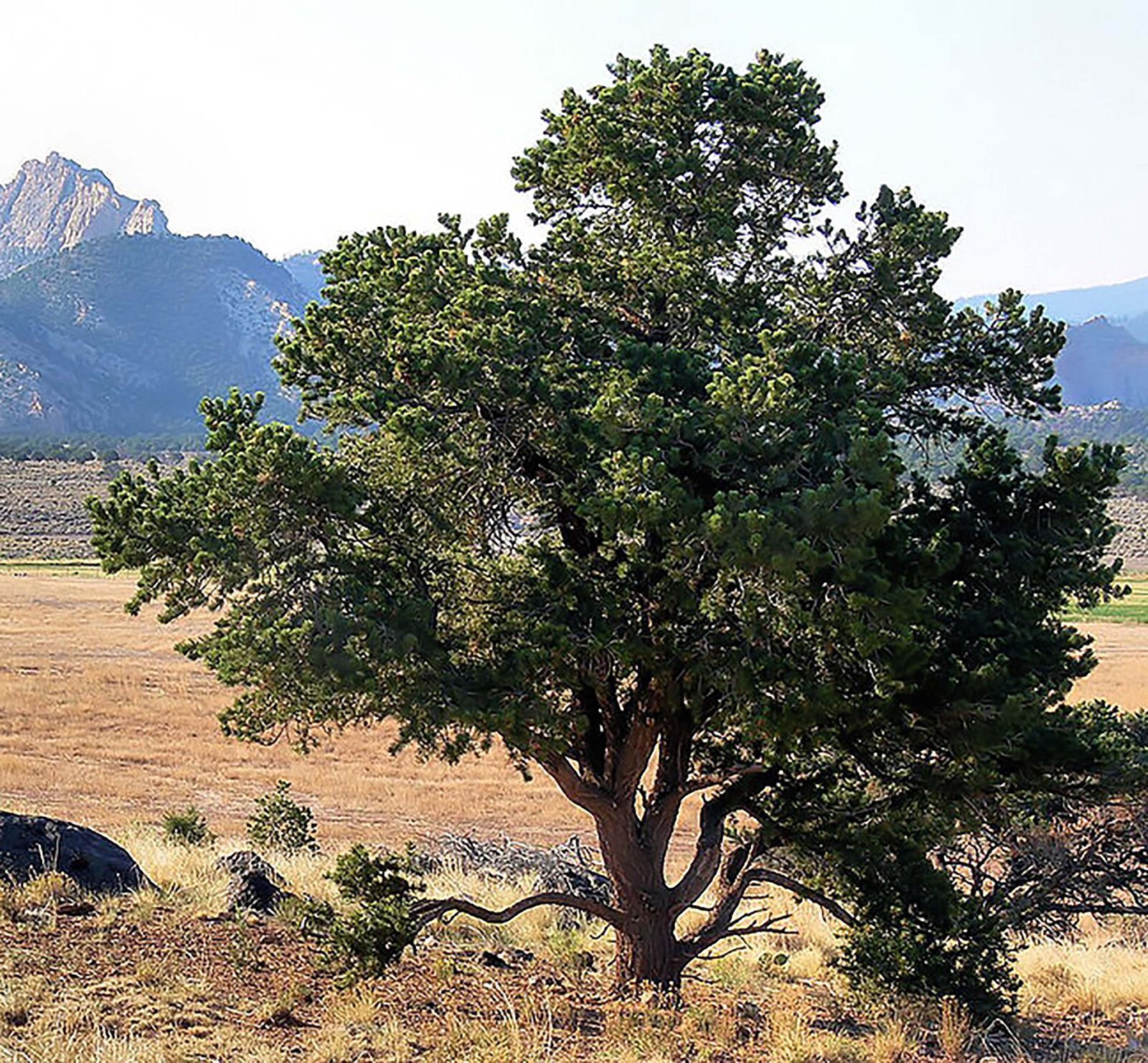 Blue Needled Pinyon Pine, Pinus cembroides monophylla, Tree Seeds ...