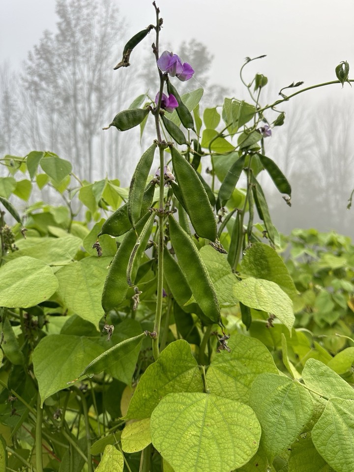 Country Bean Bari - 1 Bangladeshi Flat Bean 8 Deshi Shim Seeds | eBay