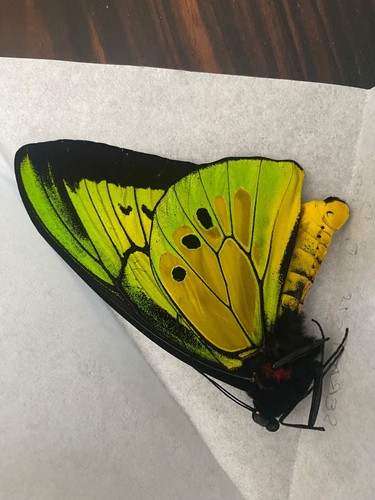 Butterflies Ornithoptere Goliath Procus Ceram A1 pair | eBay