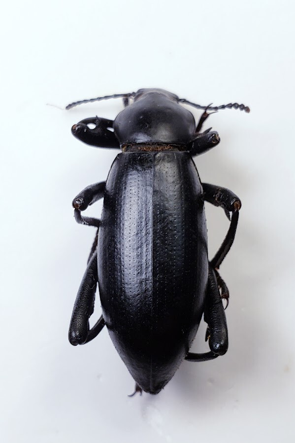 Desert Stink Beetle: Eleodes armatus (Tenebrionidae) USA Coleoptera ...