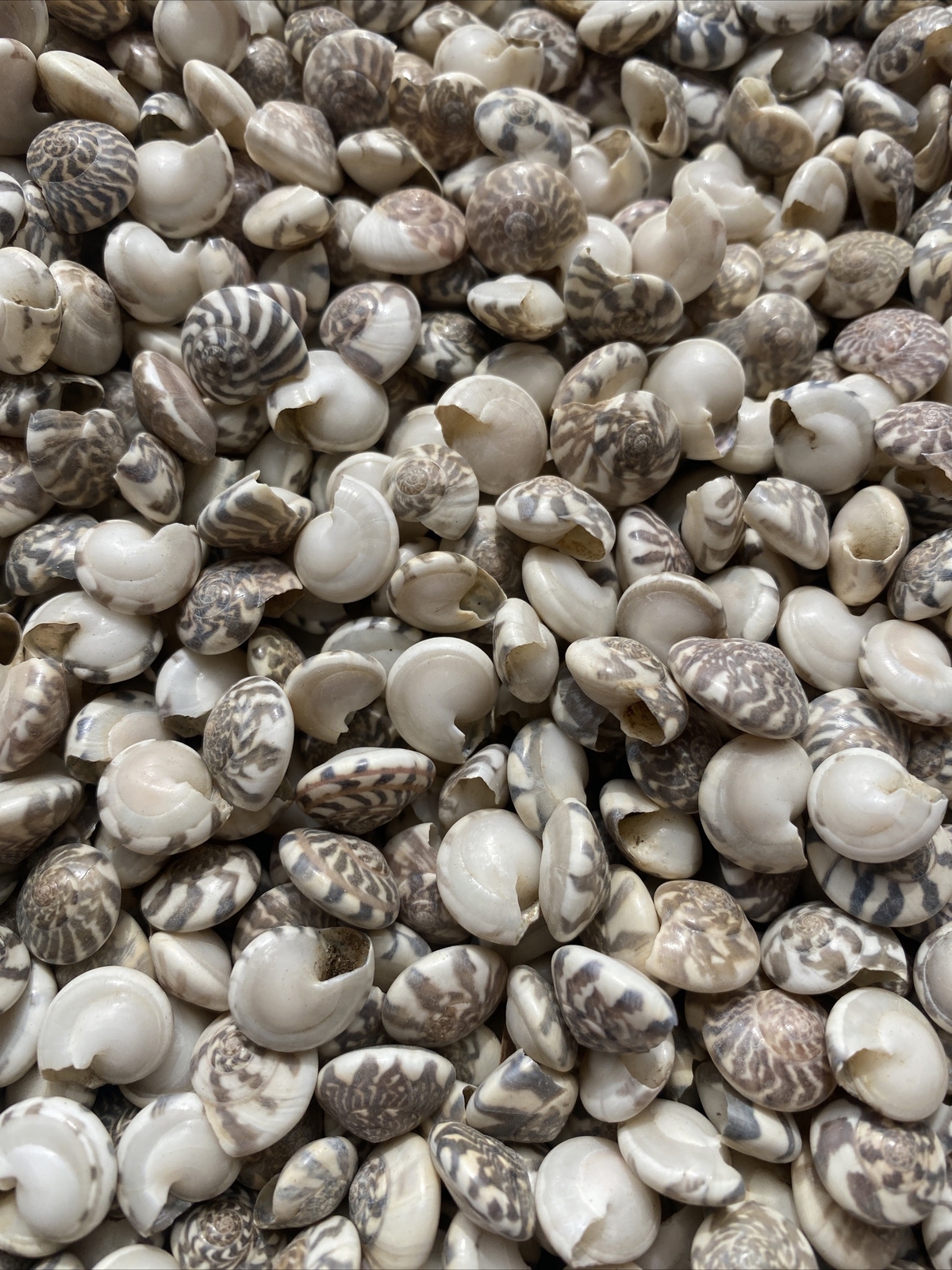 1000 White Umbonium SEA SHELLS - 1/4" TO 5/8" - White With Different ...