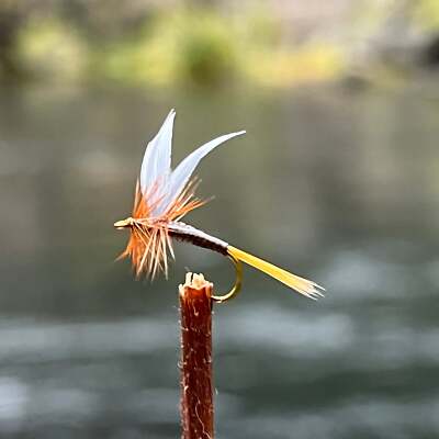 Flies - Ginger Quill