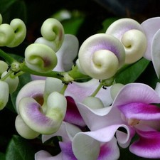 VIGNA CARACALLA Sweet Fragrance Corkscrew Snail Vine 4 Seeds for sale ...