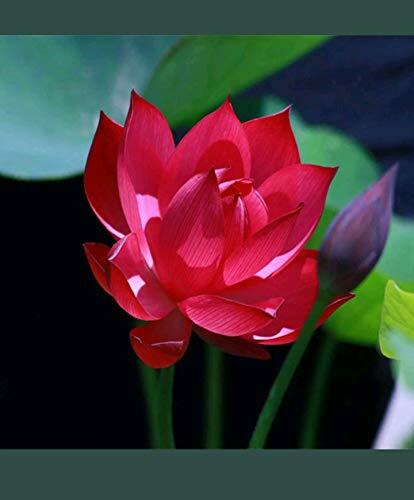 Red Lotus Flower In Water