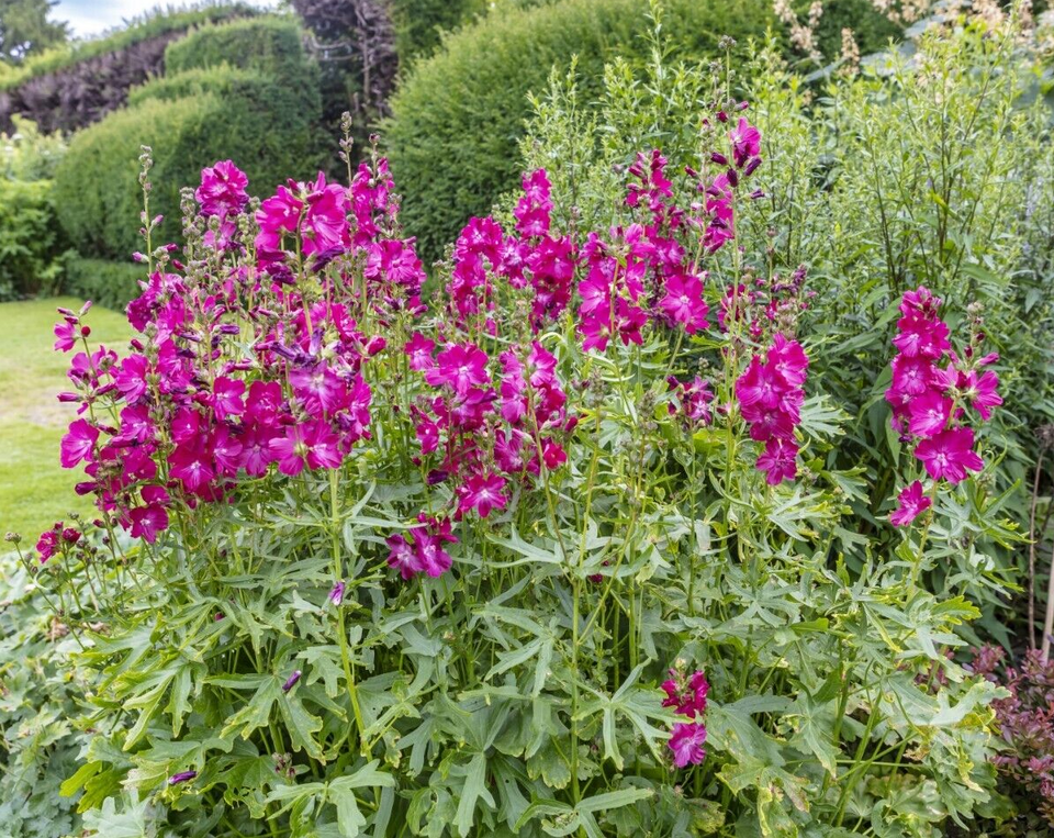 PRETTY PINK SIDALCEA, 150 SEEDS, MINIATURE HOLLYHOCK, EZ TO GROW ...