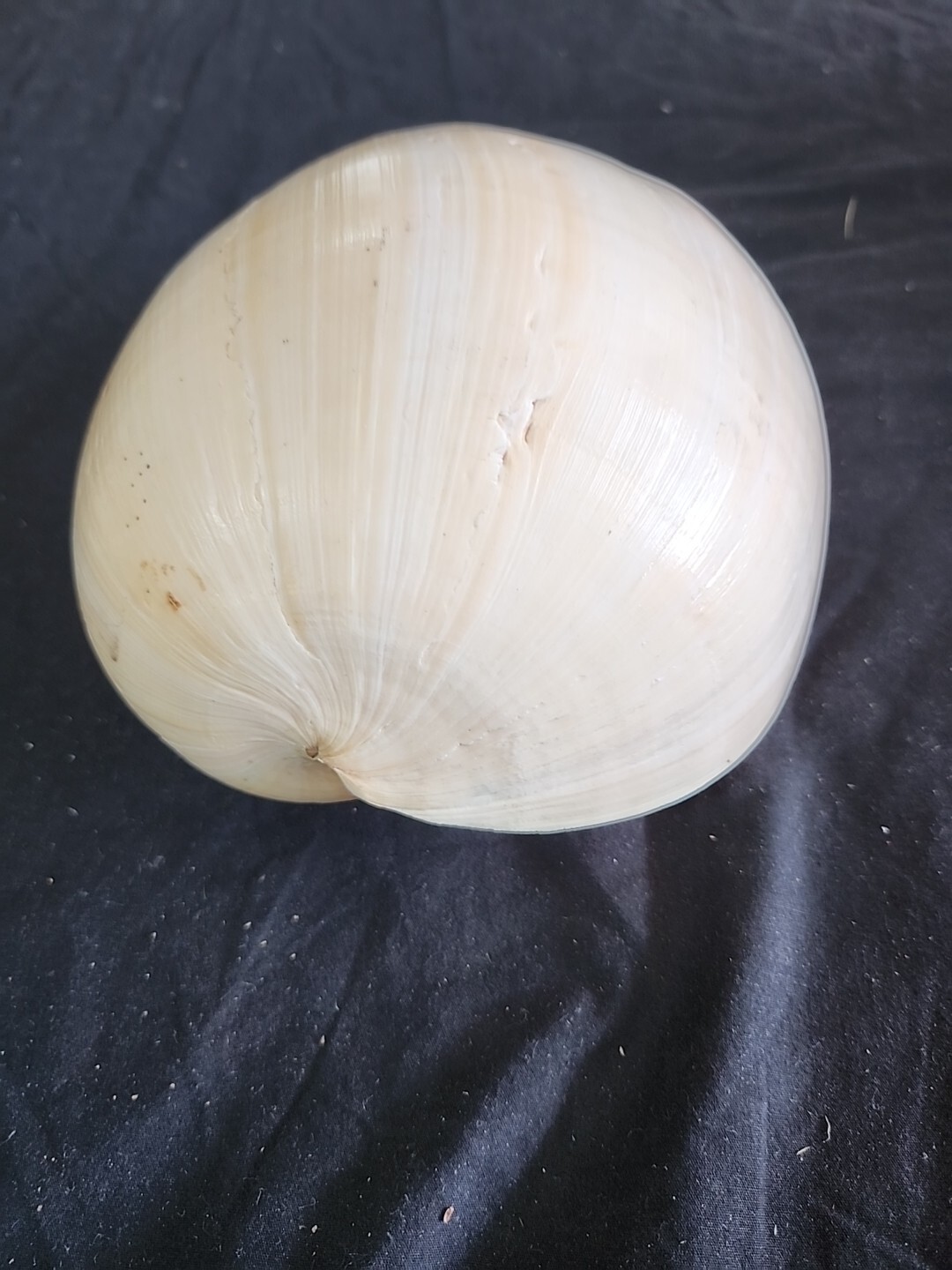 melo Baler Volute Shell Natural Seashell Large 21cm Aquarium fishtank ...