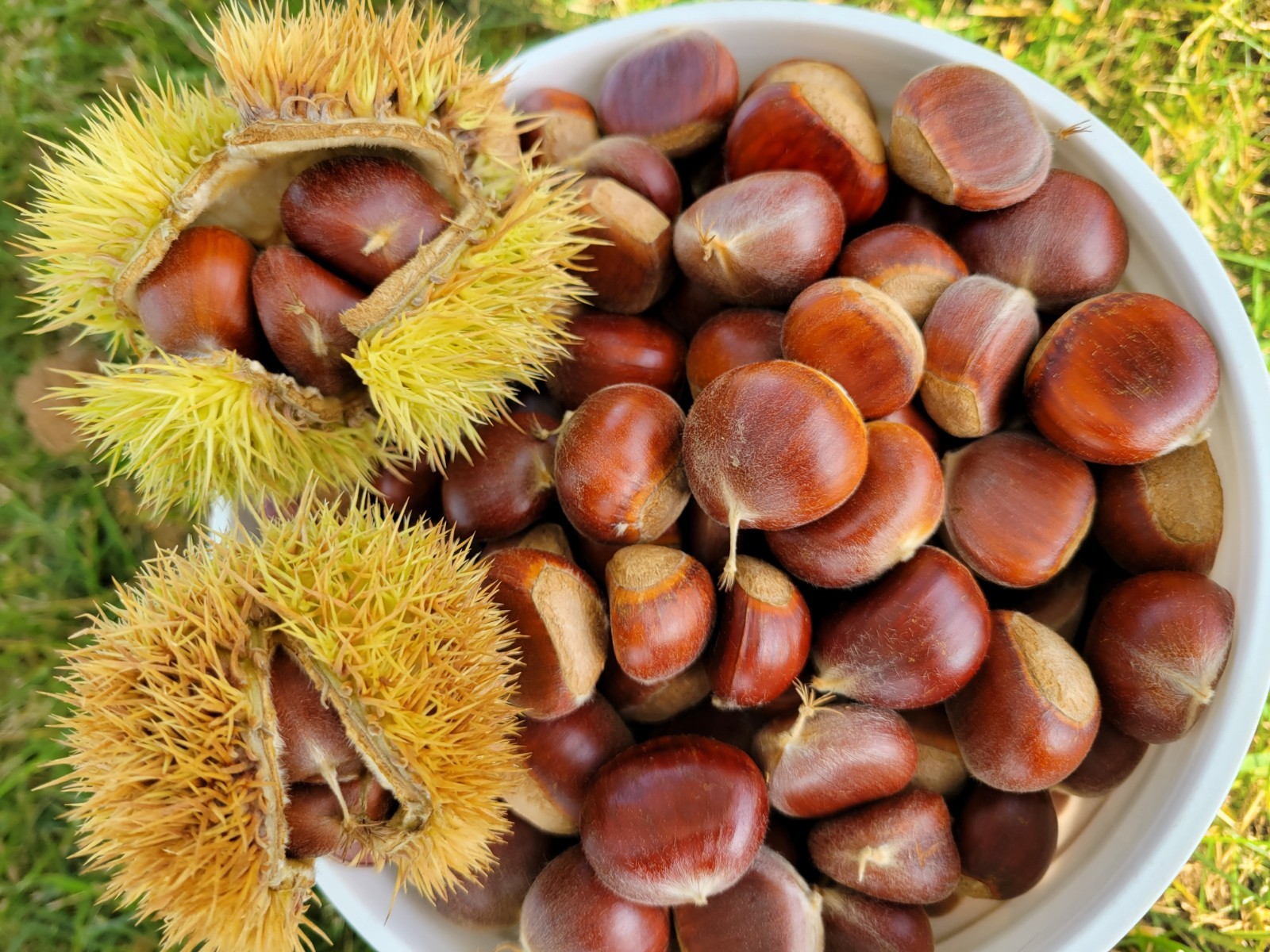 Fresh Sweet Organic Chinese Chestnuts - Delicious Holiday Treat or ...