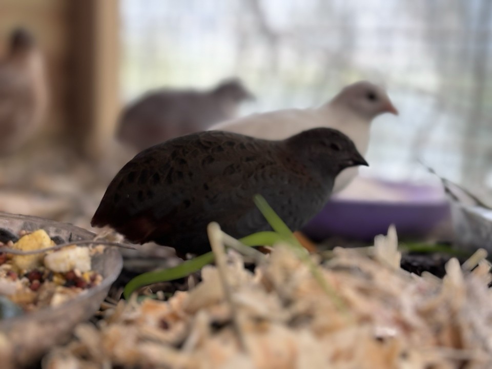 FERTILE Button Quail Eggs | eBay