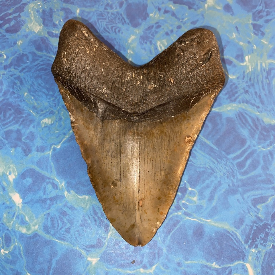 MEGALODON SHARK TOOTH 5.22” HUGE TEETH MEG SCUBA DIVER DIRECT FOSSIL NC ...