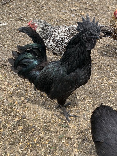 6 Ayam Cemani Hatching Egg + 6 Easter egger hatching eggs light blue | eBay
