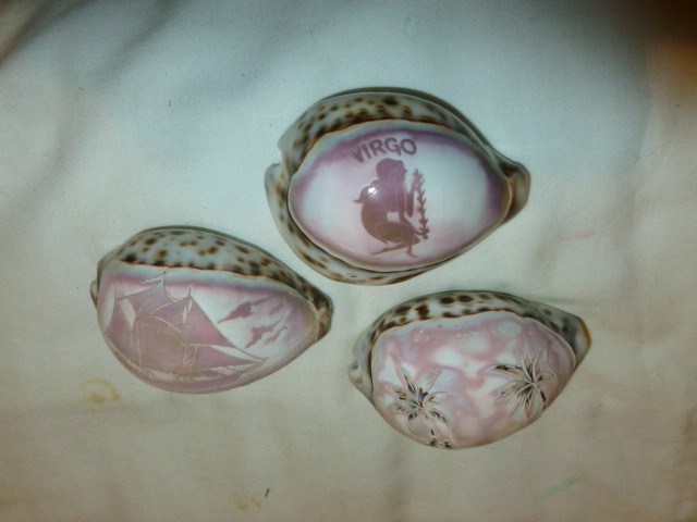 (3) CARVED COWRIE SOUVENIR SEASHELLS ~ BLUENOSE 11 ~ VIRGO ~ FIJI ...