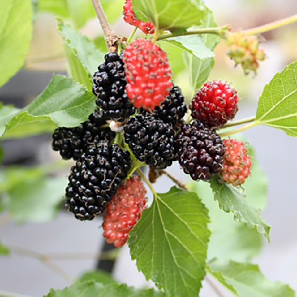 Fruit Trees, Mojo Berry Mulberry Standards, Compact, Fruiting, 2 x 18cm ...