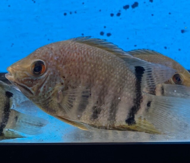 3 Red Shoulder Severum "Heros sp." Rotkeil Severum - Live Fish 3-4" | eBay