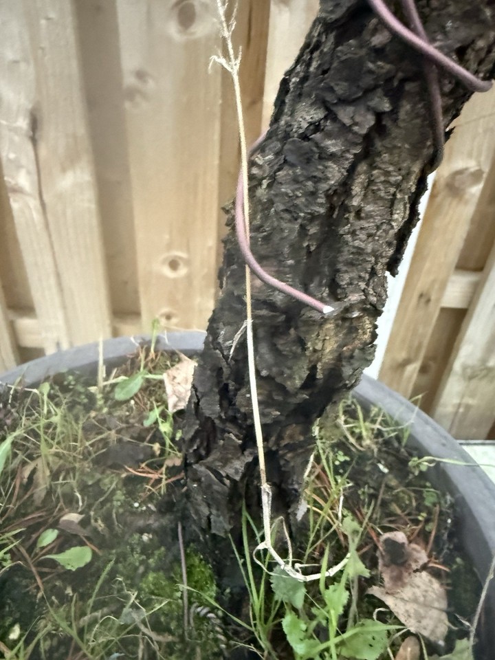 Bonsai Tree | eBay UK