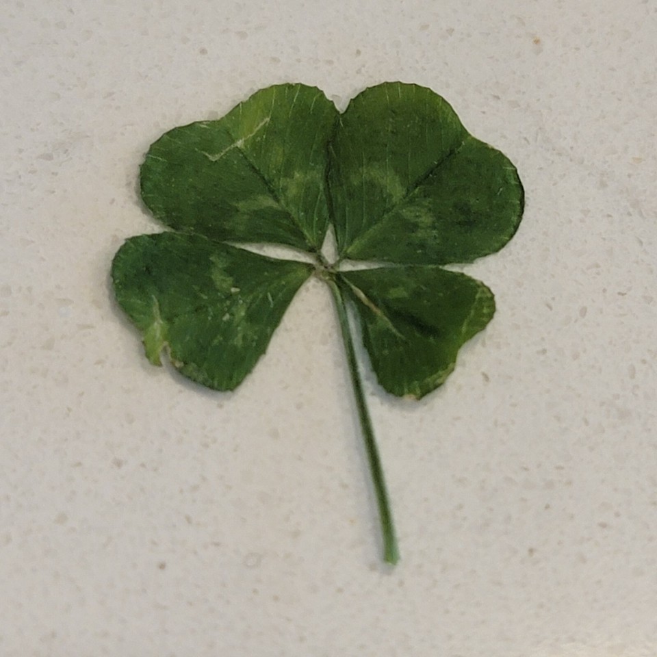 Real 4 Leaf Clover Sent Over From IRELAND LUCKY IRISH Wedding Gift ...
