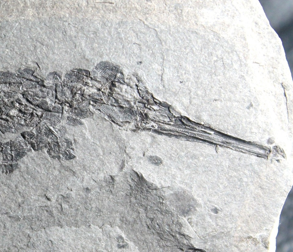Syngnathus sp - Oligocene fossil fish | eBay