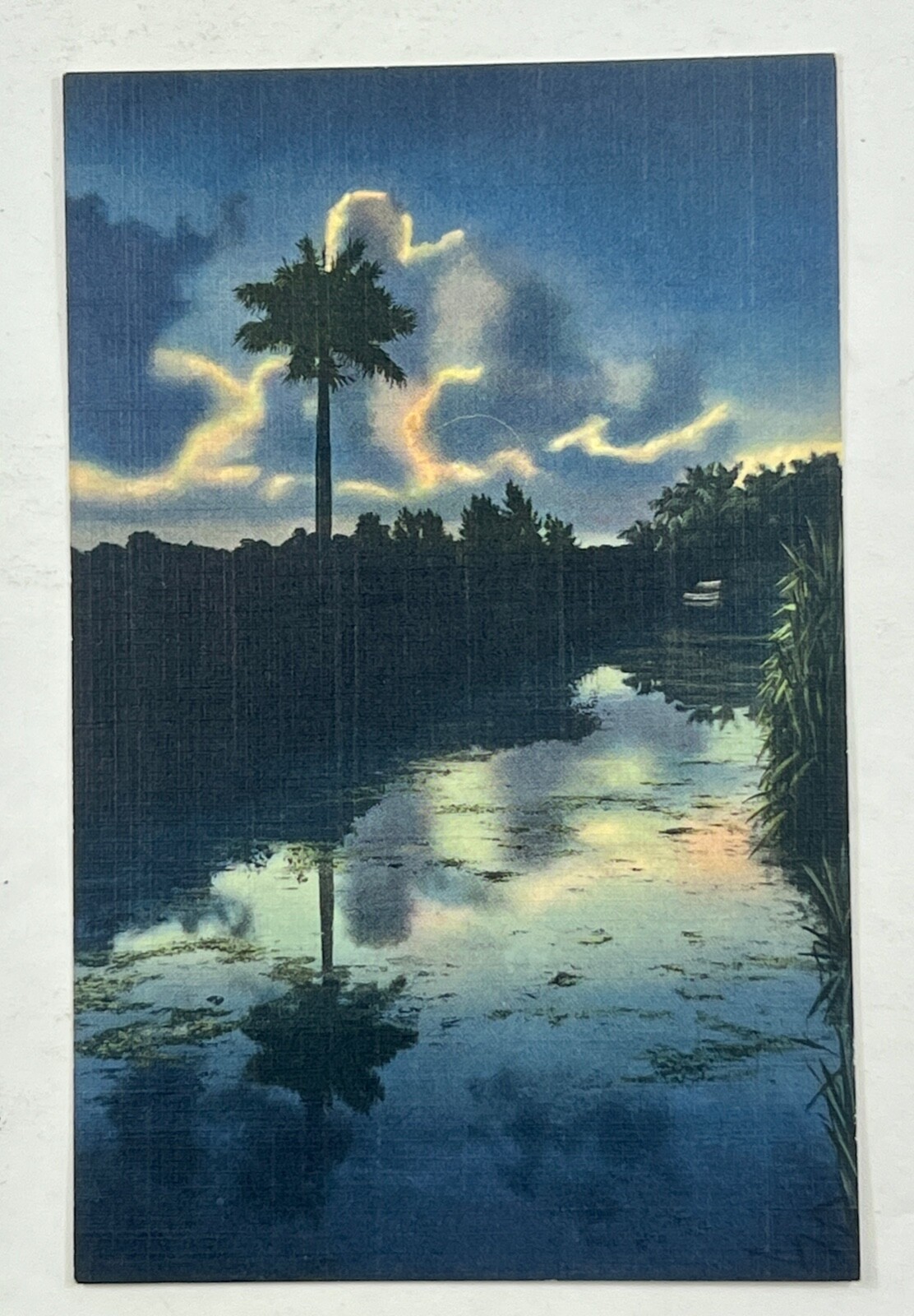 Postcard Florida Lone Sentinel of Everglades Palm Tree Vintage PC8 | eBay
