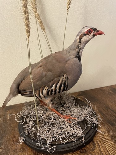 Brand New Chukar Partridge Taxidermy Mount On Natural Habitat Base | eBay