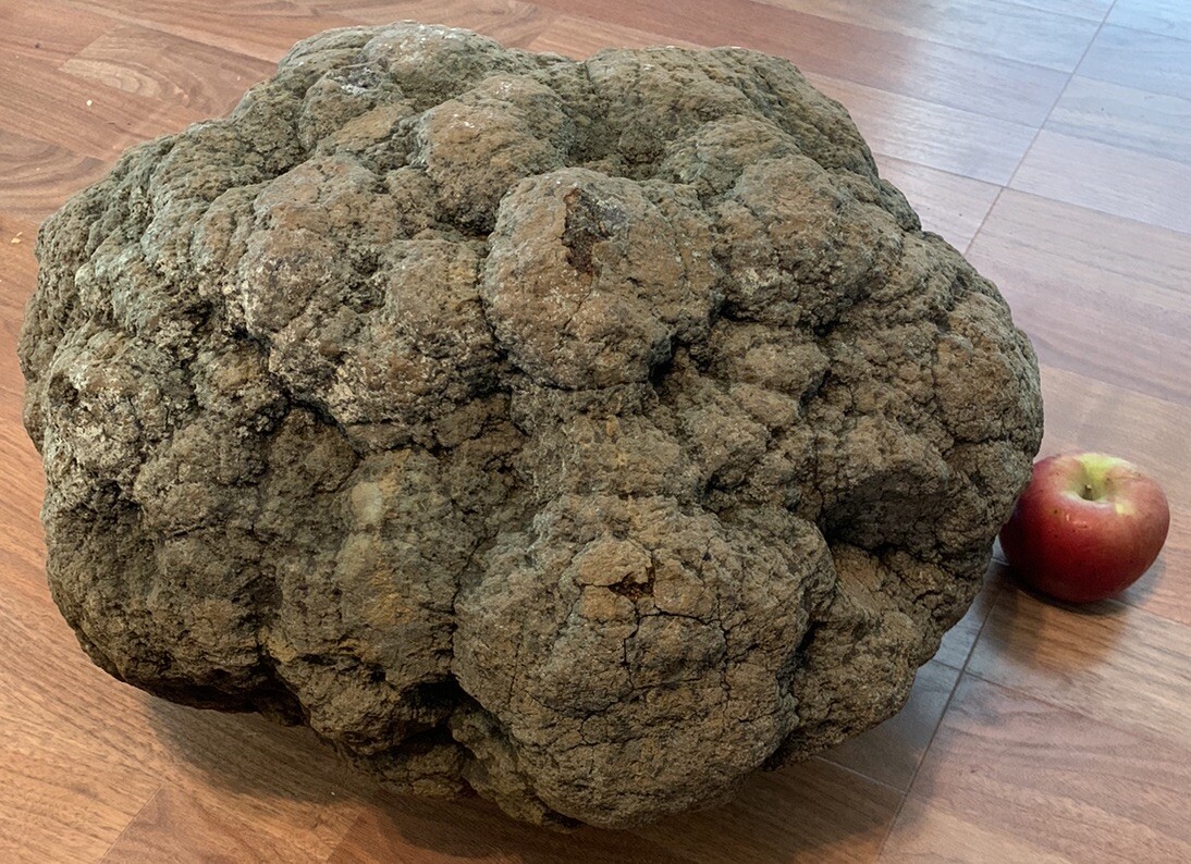Huge Geodized Fossil Indiana Crystal Geode Crinoid Calyx 98.6 Lbs 18x14 ...