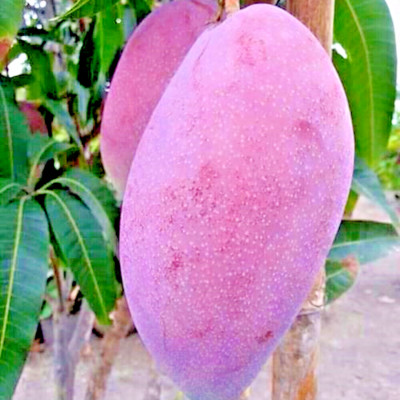 Mango Purple Namdokmaisimuang Thailand Grafted Plant Fruit Tree ...