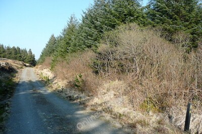 Photo 6x4 On the trail in Ben Dash forest Lisroe The Mid Clare Way ...