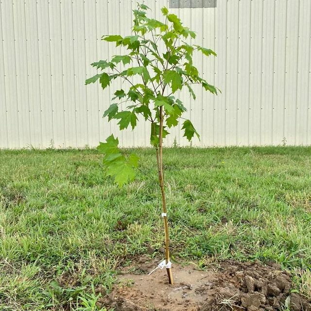 Maple Tree Sapling