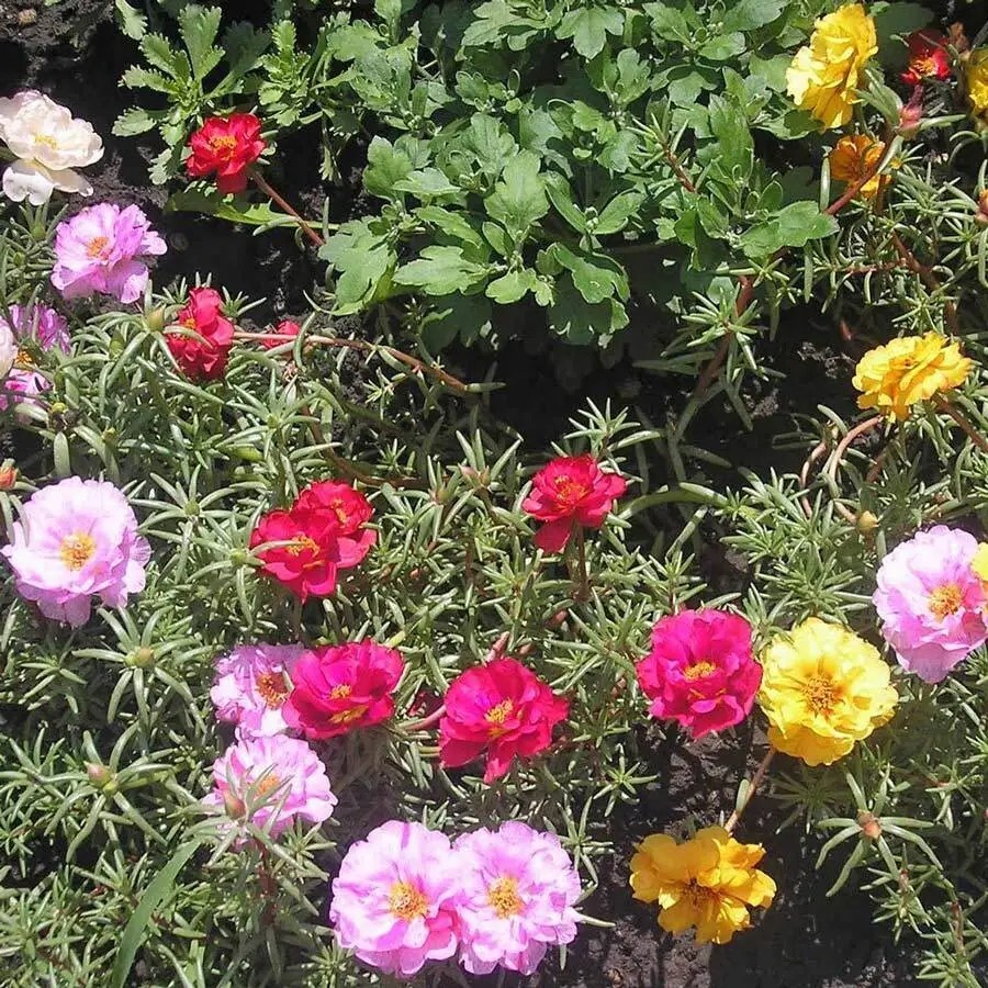 Moss Rose 11000 SEEDS Portulaca Grandiflora DOUBLE MIXED | eBay UK