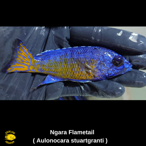 Ngara Flametail Peacock MALE - Aulonocara stuartgranti - Live Fish (A ...