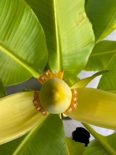 Musa siamensis - Thai Gold - Live Plant! | eBay