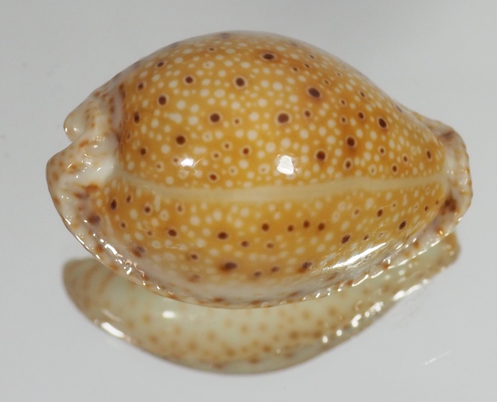 cypraea ocellata large | eBay